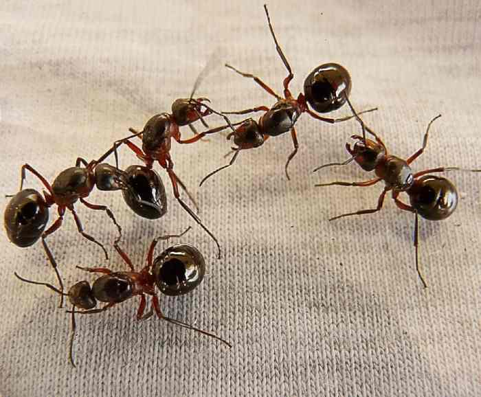 Stitches or Sutures: Wound Closure Today and in History - HubPages