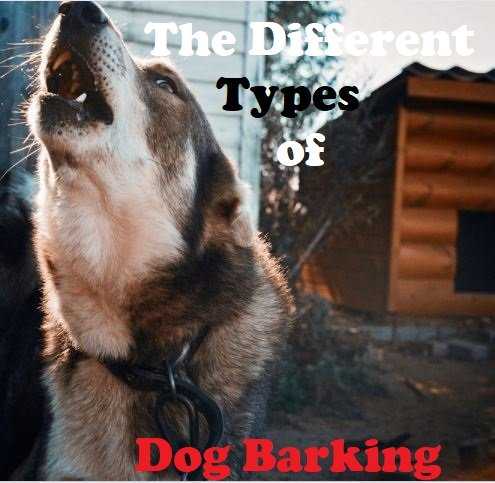 11 Different Types of Dog Barking (With Translations) - HubPages