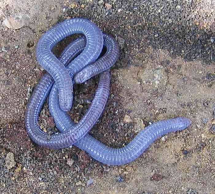 Mole and Worm Lizards: Unusual and Interesting Reptiles - Owlcation