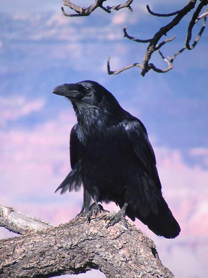 Ravens: Interesting Facts, Photos, Videos, and Mythology - Owlcation