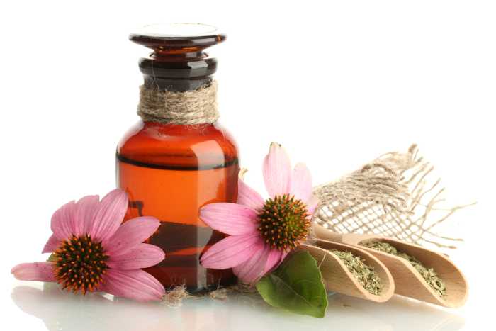3 Amazing Ways Echinacea Heals and What Science Says - HubPages