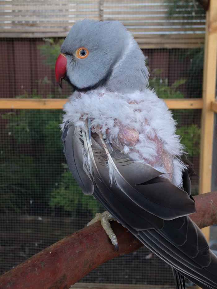 Why Is My Ring-Necked Parrot Feather-Plucking? - HubPages