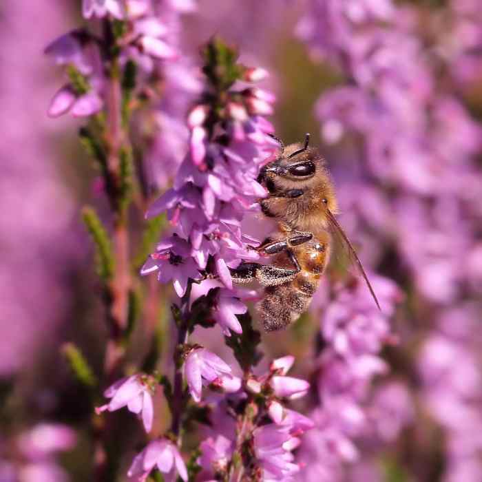 The Celtic Lore of the Honey Bee - Owlcation
