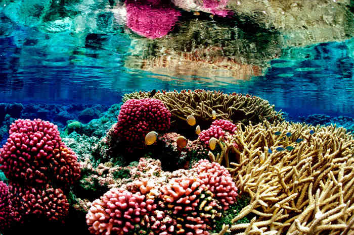 Coral Bleaching and Oxybenzone: Sunscreen in the Environment - Owlcation