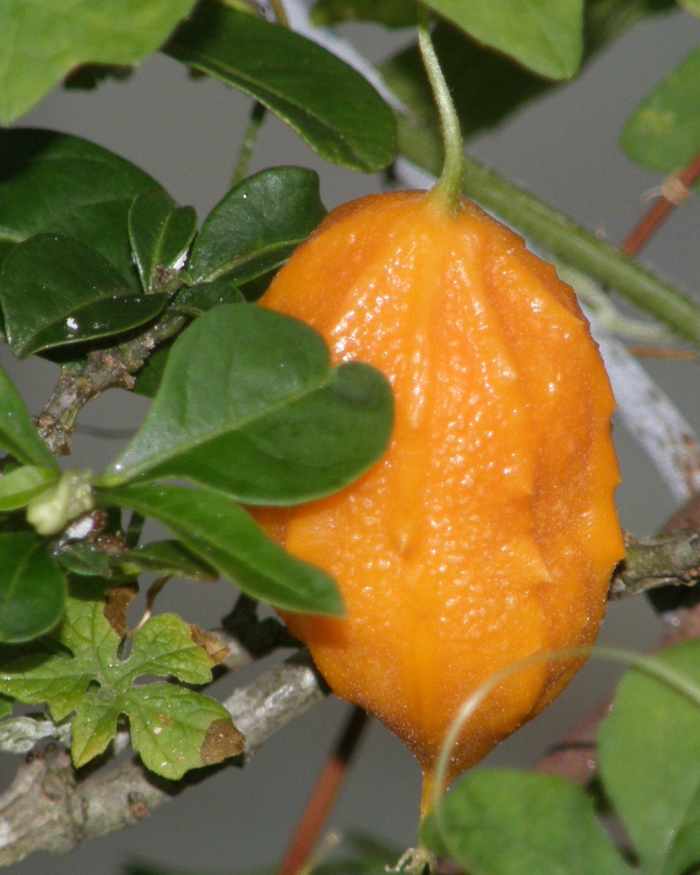 Cerasee: All About This Little-Known Medicinal Weed - RemedyGrove