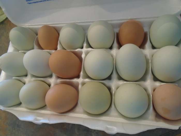What "Fresh Eggs" Actually Are and Differences in Egg Grades - Delishably