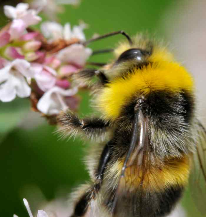 Rhymes With "E": Bee Symphony - LetterPile