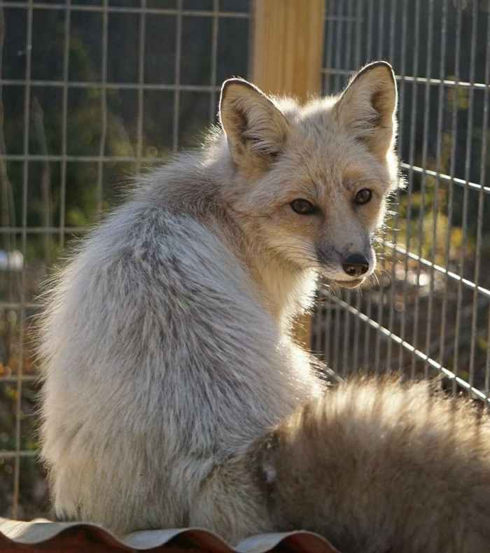 How to Take Care of a Pet Fox - HubPages