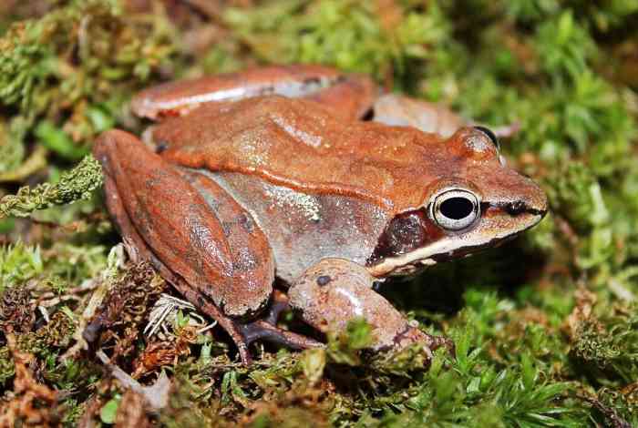 Cryobiology: Frozen Wood Frogs and Adaptations for Survival - Owlcation