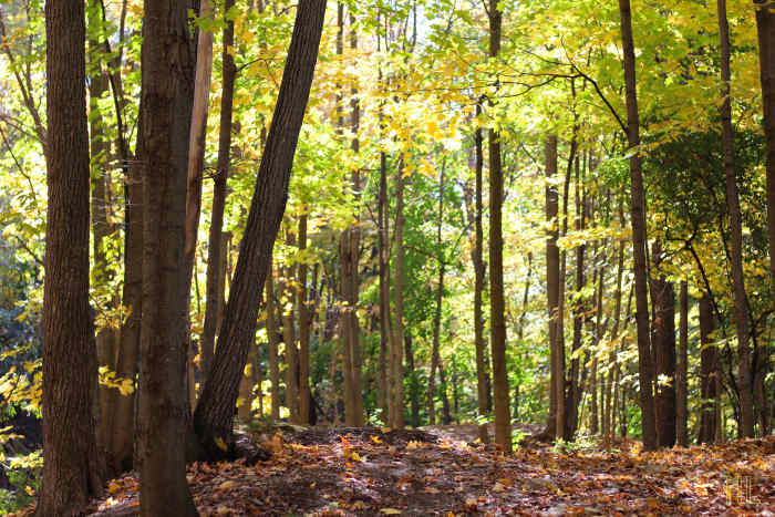 Fall Scenes in My Neighbourhood: A Photo Essay - HubPages