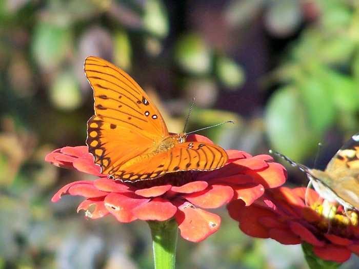 Butterflies of Autumn - LetterPile