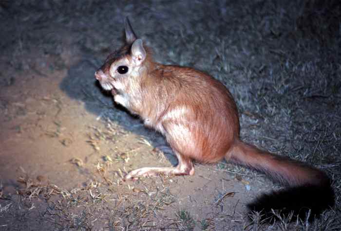 20 Real Pokémon You Can Own as Pets - HubPages