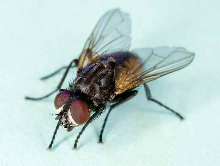 My 2 to 5 Weeks Life of a Common Housefly - LetterPile