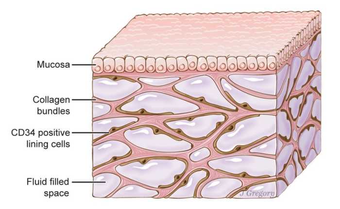 Interstitial Fluid and the Interstitium: Formation and Function - Owlcation