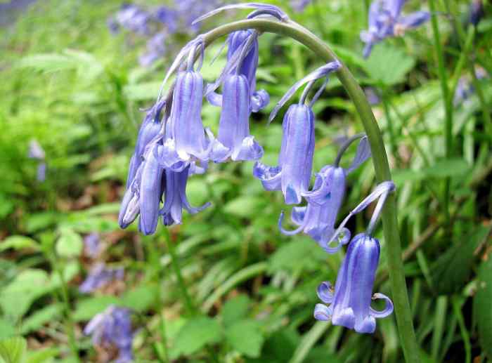 English and Spanish Bluebells: Features, Facts, and Problems - Owlcation