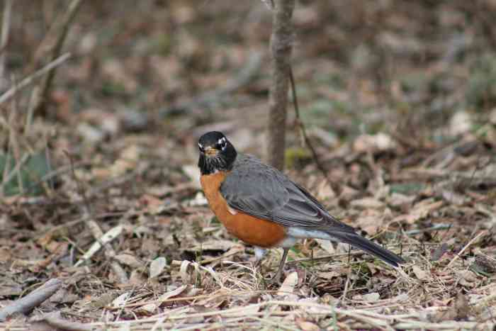 Photography for Bird Lovers: Robins - HubPages
