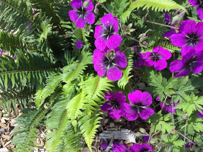 Facts About Ferns and the Western Sword Fern - Owlcation