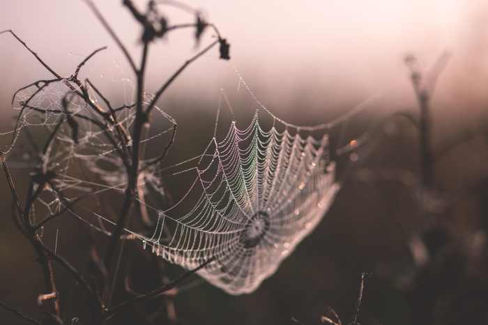 Survival Healing: Using Spider Webs on Wounds - RemedyGrove