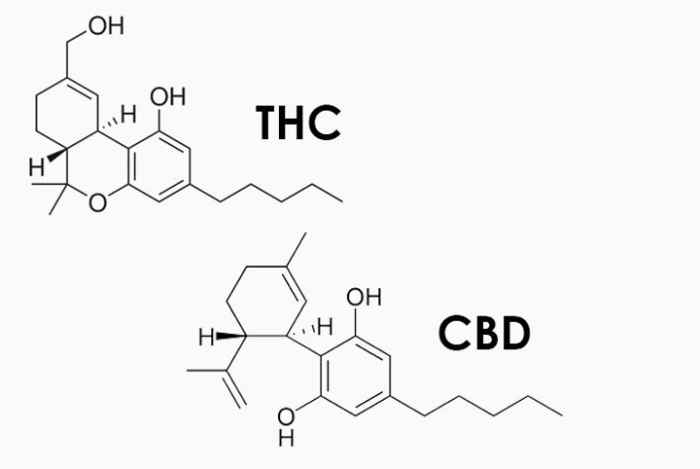 What's the Difference Between THC, CBD, and the Cannabis Plant ...