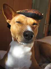 11 Hangover Cures That Really Work! - HubPages