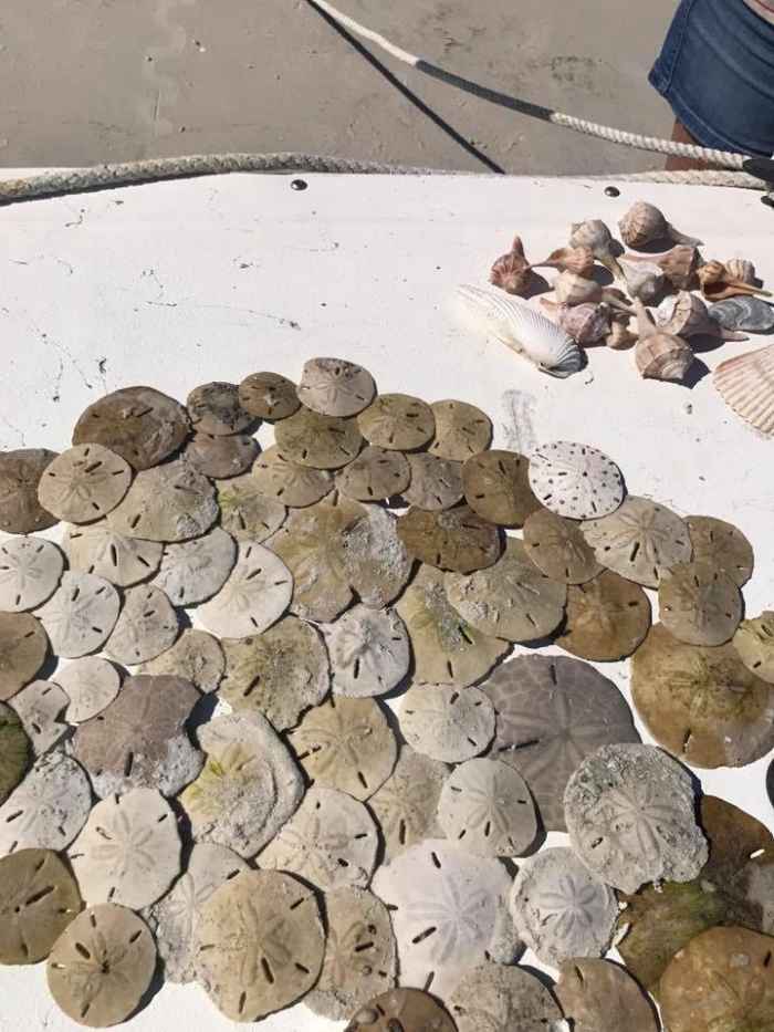 Best Shelling Locations in Florida - HubPages