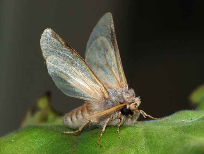Moth Baiting: How to Create Moth Bait - HubPages