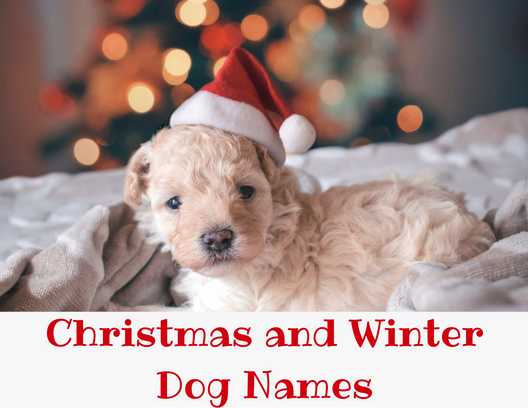 200+ Christmas and Winter Names for Dogs - HubPages