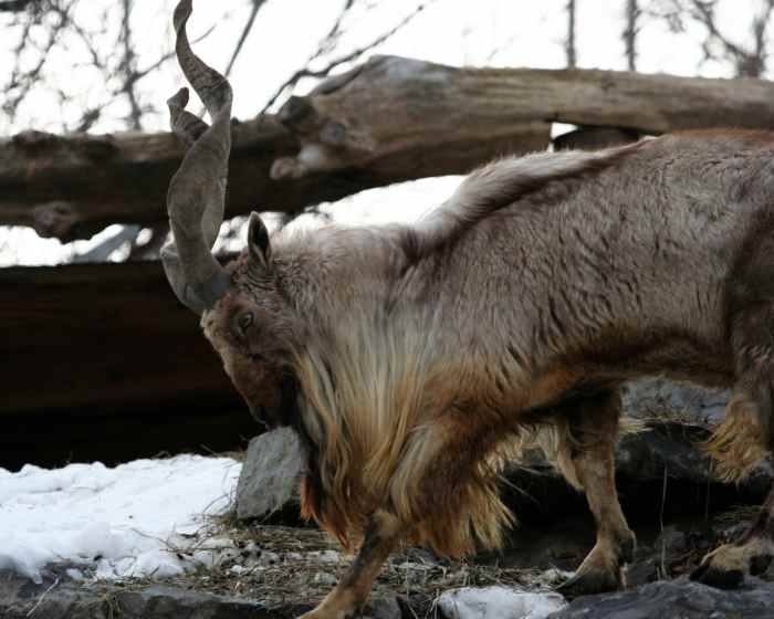 Top 10 Facts About Markhors - HubPages