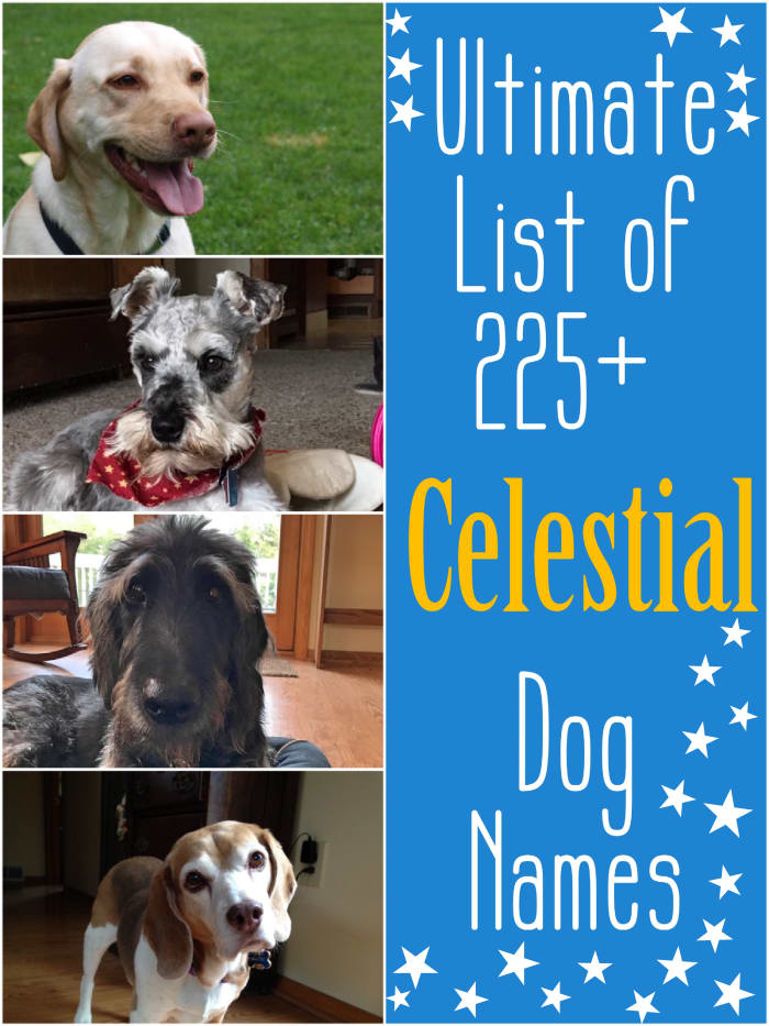 The Ultimate List Of 225 Celestial Dog Names PetHelpful the-ultimate-list-of-225-celestial-dog-names-pethelpful