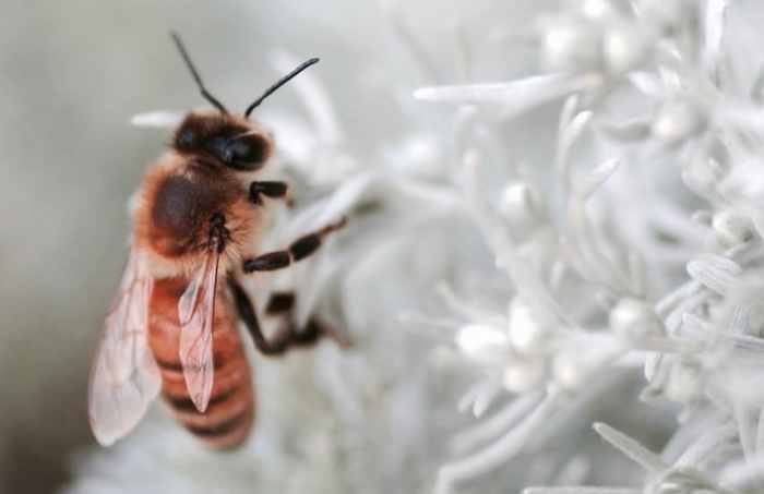 How Do Insects Survive Winter? - HubPages