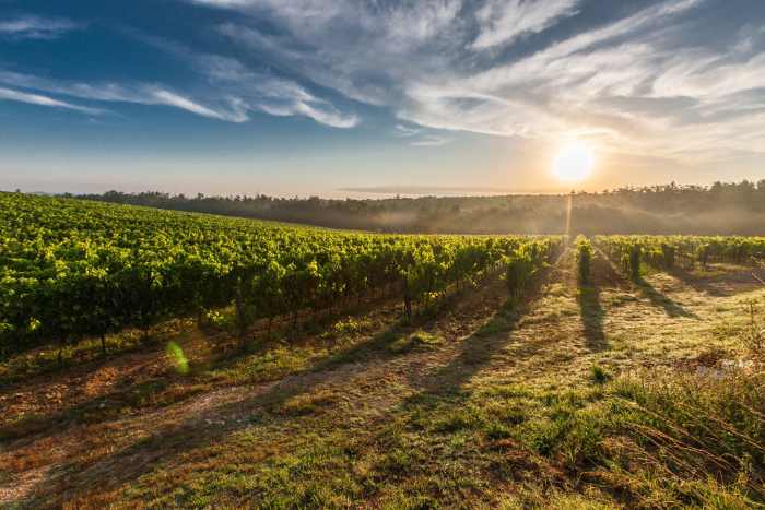 5 Beamsville Wineries to Visit if You Are Wine Tasting in Niagara ...