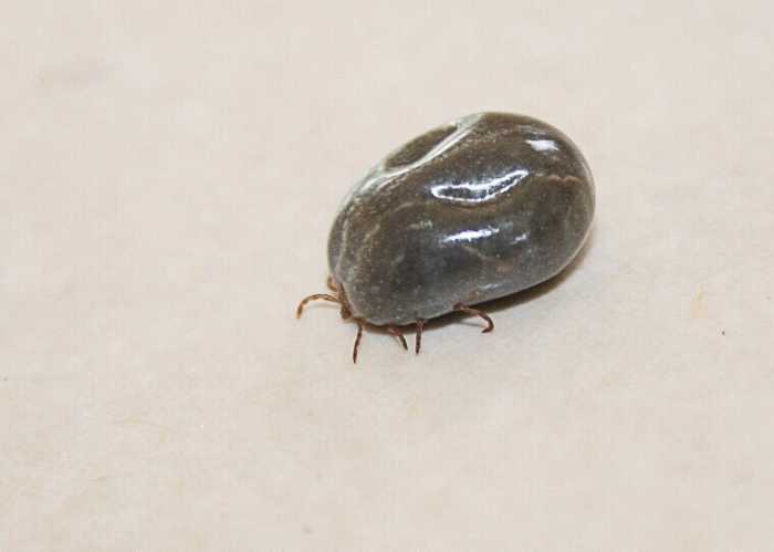 Asian Longhorned Tick Facts and Potential Health Effects - Owlcation