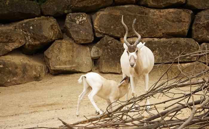 Top 50 Amazing Sahara Desert Animals - HubPages