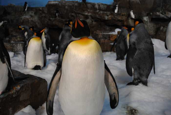 Penguin - A Haiku - LetterPile