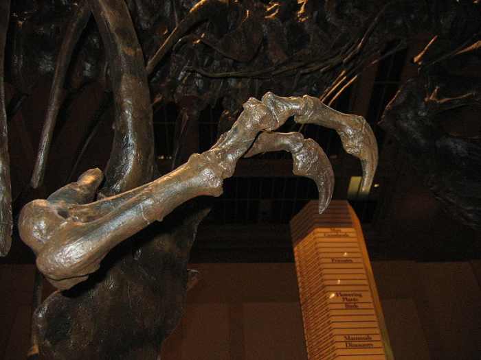 The Purpose of T-Rex's Small Arms - HubPages