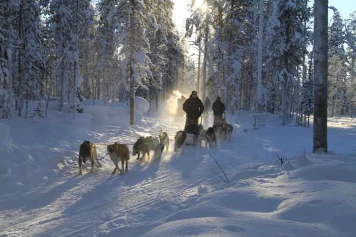 Arctic Vacations - Lapland Adventures: Husky Sledding in the Forest ...