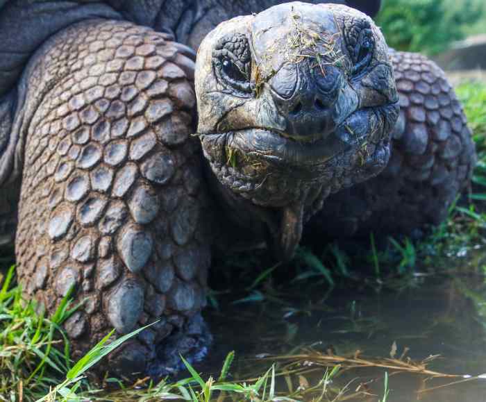 Amorsolo, The Tortoise Without a Shell - LetterPile