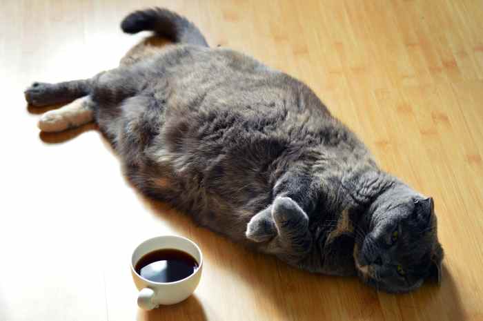 The Cat That Was Just Too Fat - Cat Kids Poem - LetterPile
