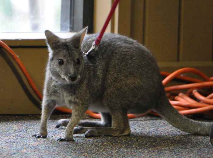 Pet Wallaby Care: A Comprehensive Care Guide for Beginners - HubPages