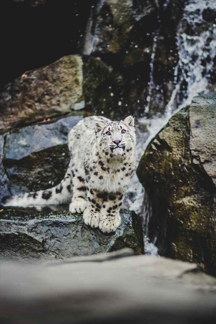 Poems: 'Why the Snow Leopard Bites Its Tail'; 'Do Not Speak Punjabi ...