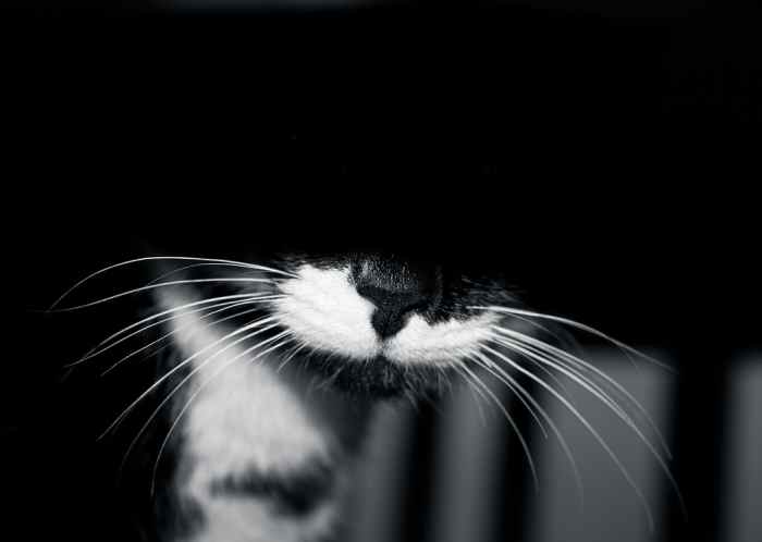 How to Become Invisible: A Guide to Hiding in Plain Sight - HubPages