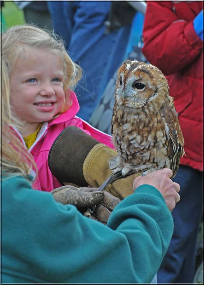 8 Reasons Owls Make Great Pets - HubPages