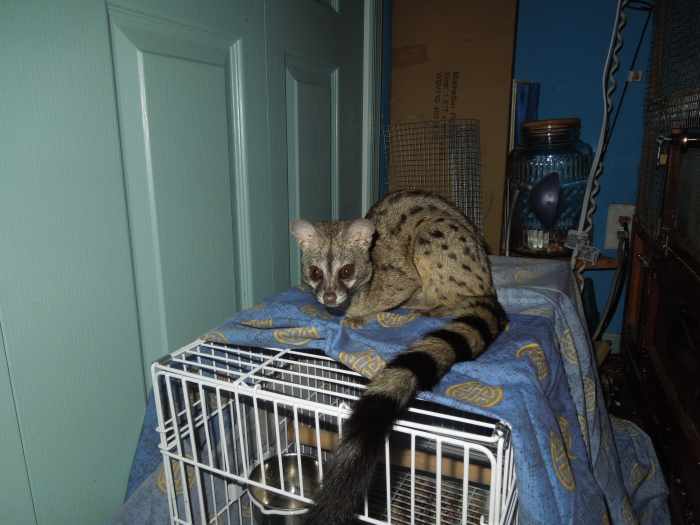 6 Pets That Look Like Cats but Aren’t - HubPages