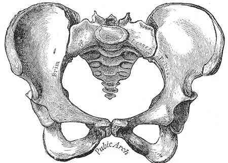 Anatomy of the Pelvis - Owlcation