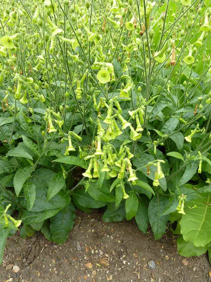 How to Grow Nicotiana (Flowering Tobacco) - HubPages