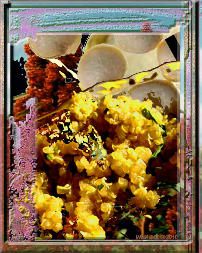 Cooking Healthy Quinoa Germ - HubPages