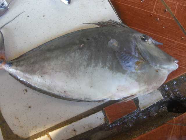 Meet the Unicornfish: The Weird (But Delicious) Fish - HubPages