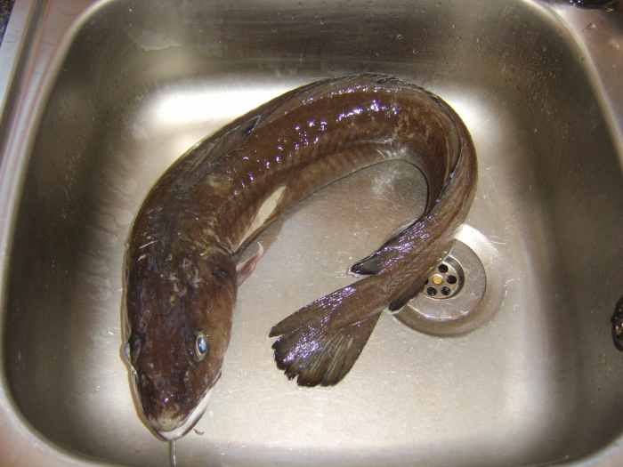 How to Cook Ling (With Recipes) - HubPages