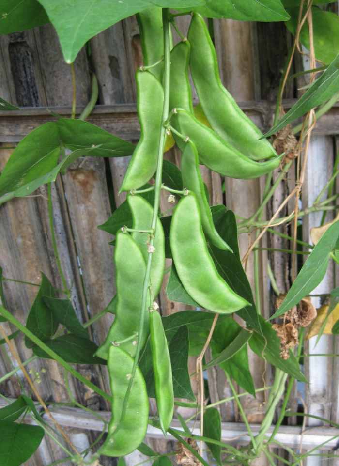 Fruits and Vegetables in the Philippine Folk Song "Bahay Kubo" (Nipa ...