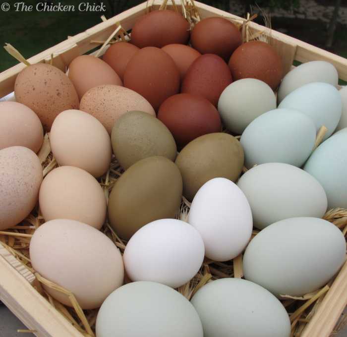 Everything You Ever Wanted to Know About Chicken Eggs - Delishably